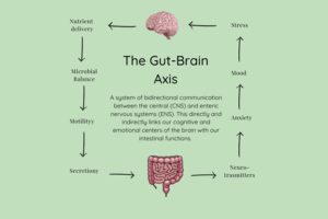Optimizing the Gut-Brain Axis for Better Health - Wholesome Health